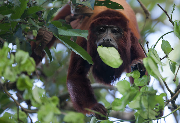 Venezuelan Red Howler Monkey | Project Noah