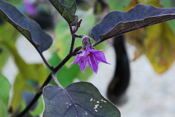 Eggplant | Project Noah