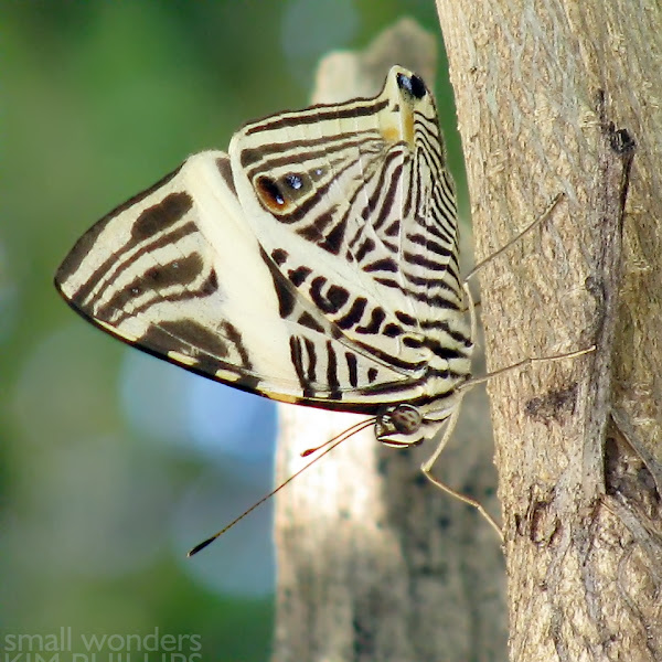 Dirce Beauty | Project Noah