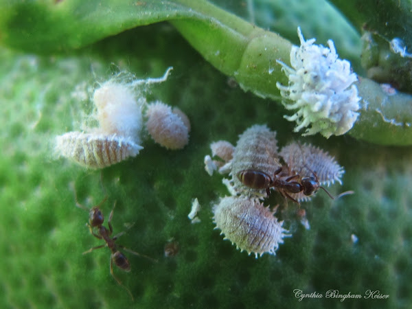 Citrus Mealbybug vs Mealybug Destroyer | Project Noah