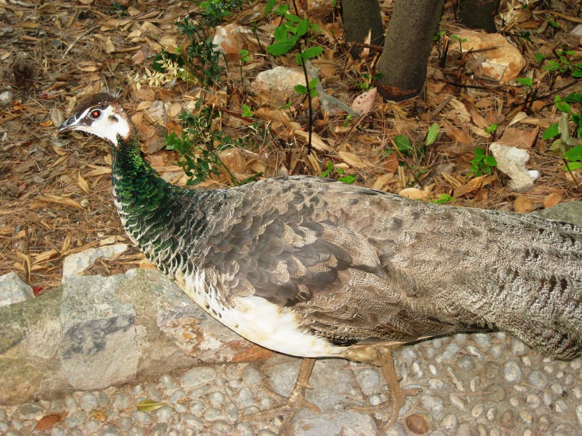 pavo real (hembra joven) | Project Noah