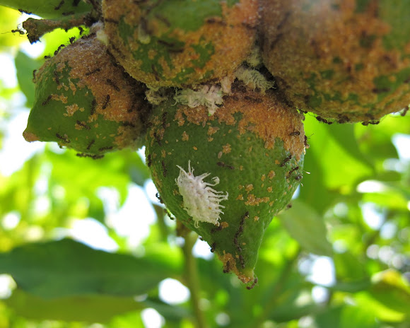 Mealybug Destroyer | Project Noah