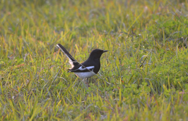 Oriental Magpie Robin | Project Noah