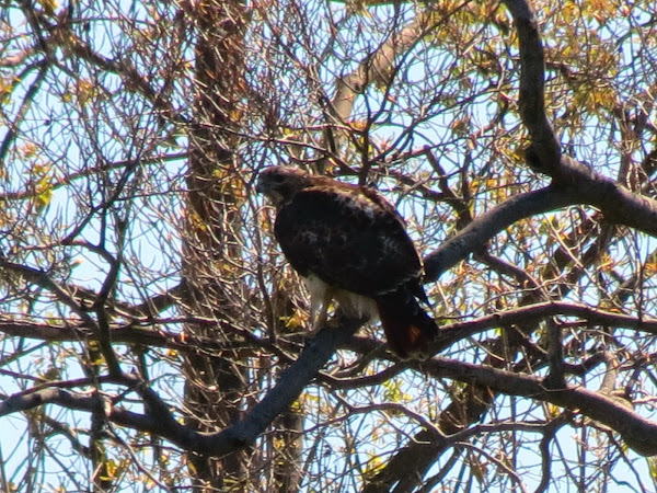 Red-tailed Hawk | Project Noah