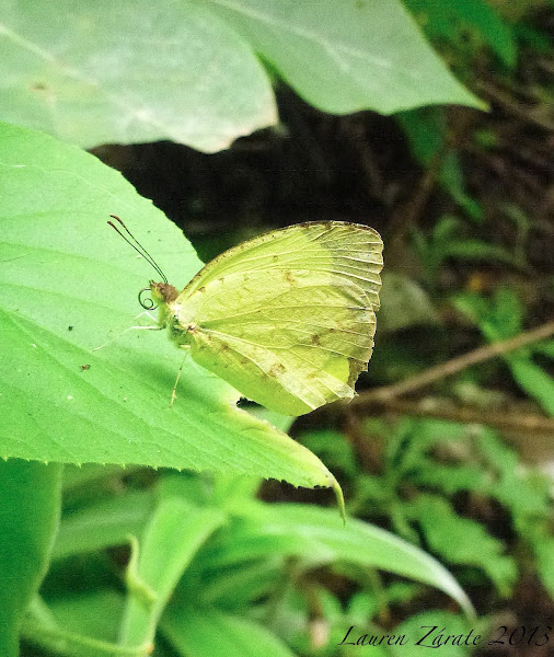 Pierid Butterfly | Project Noah