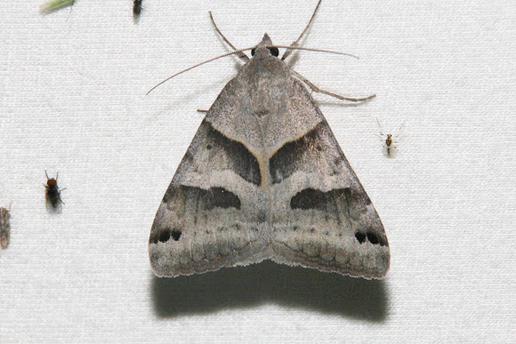 Forage Looper Moth #8739 | Project Noah