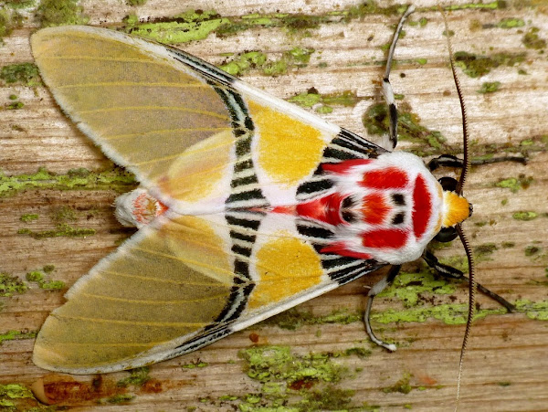 Tiger moth with clown face | Project Noah