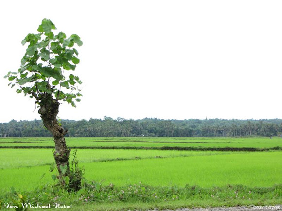 Gmelina | Project Noah