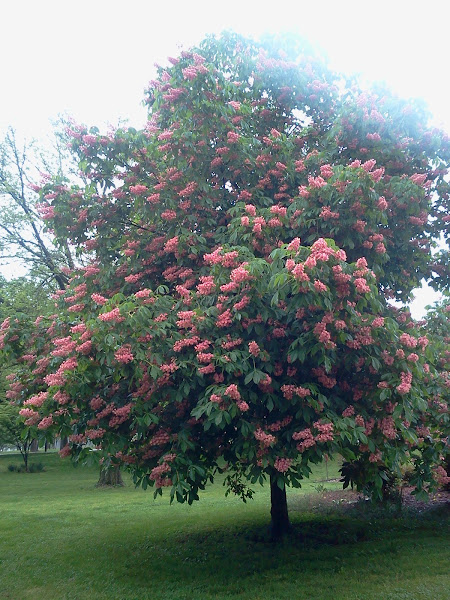 Red horse chestnut tree | Project Noah
