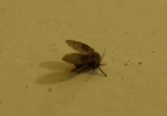 Bathroom Fly | Project Noah