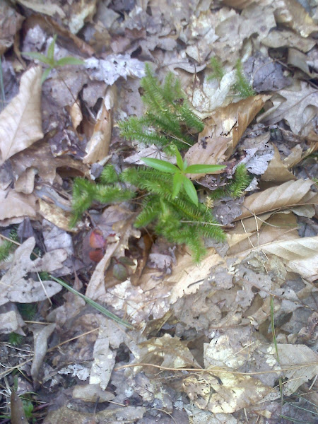 Running Ground Pine | Project Noah