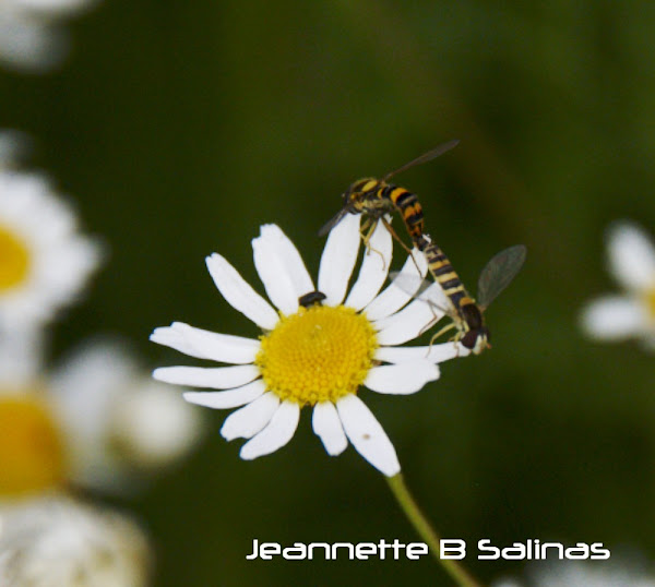 Long Hoverfly | Project Noah