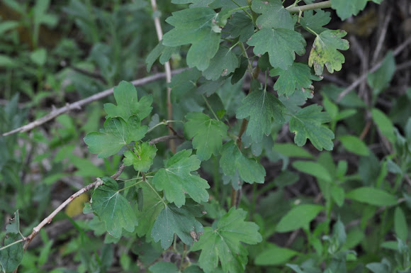 OakLeaf Sumac | Project Noah