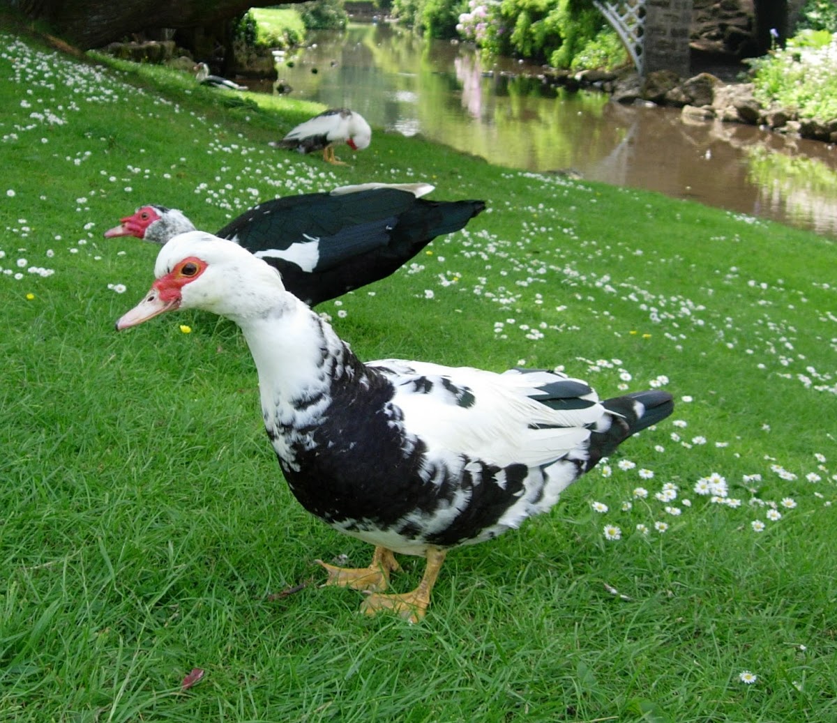Pato criollo. Muscovy Duck | Project Noah