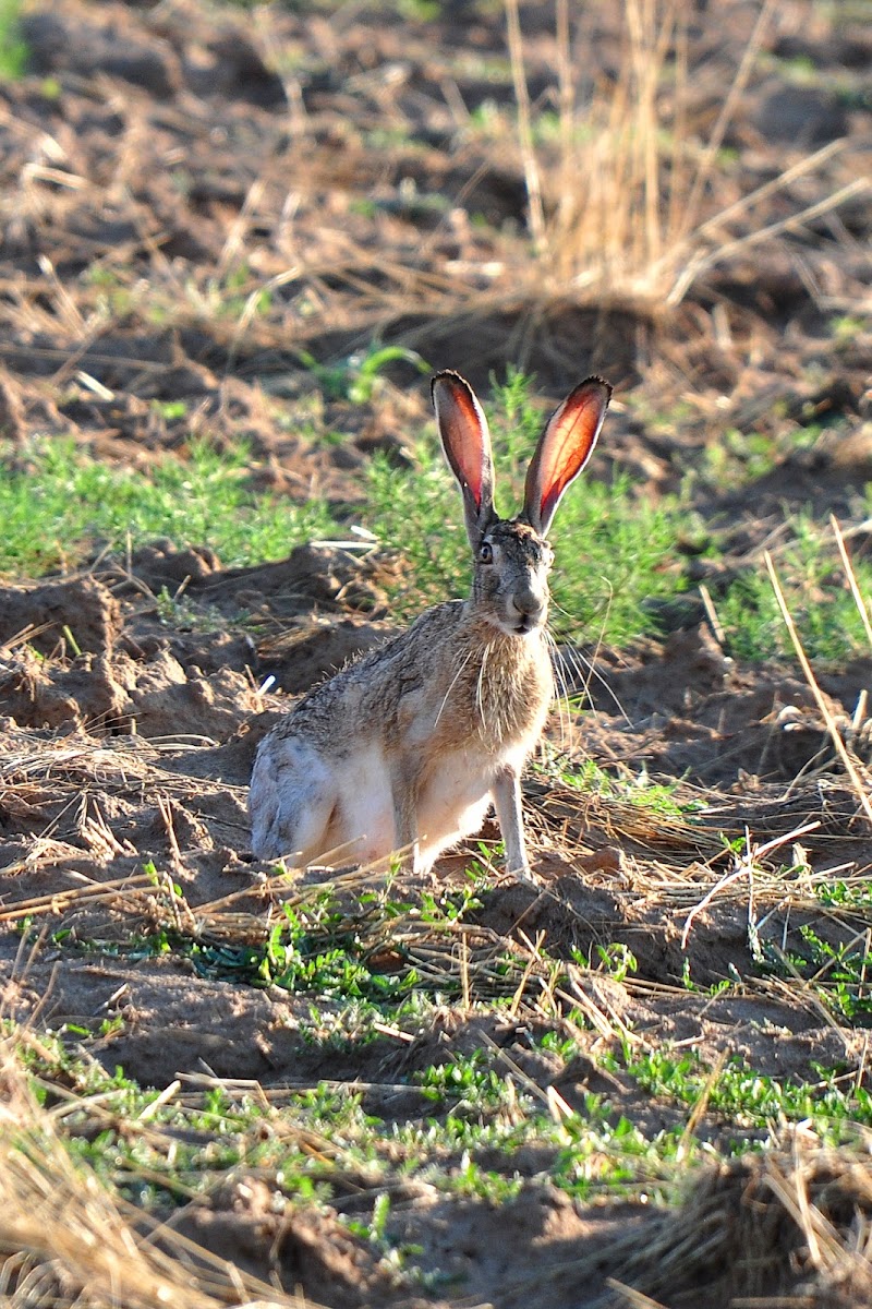 Black-Tailed Jackrabbit | Project Noah