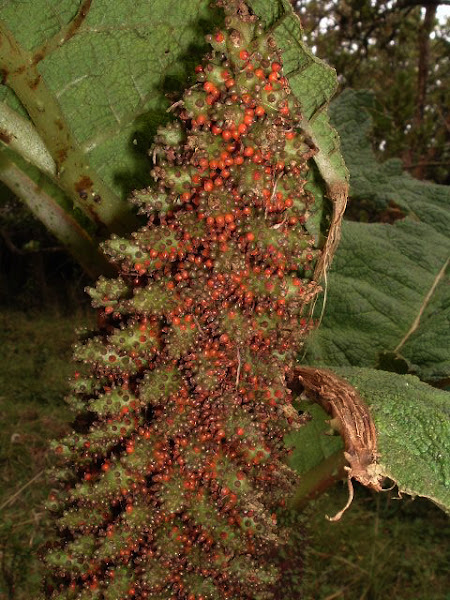 Nalca / Chilean Rhubarb | Project Noah
