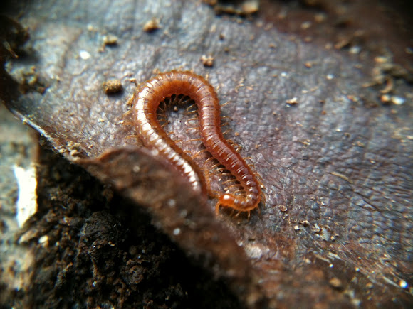 Soil centipede | Project Noah