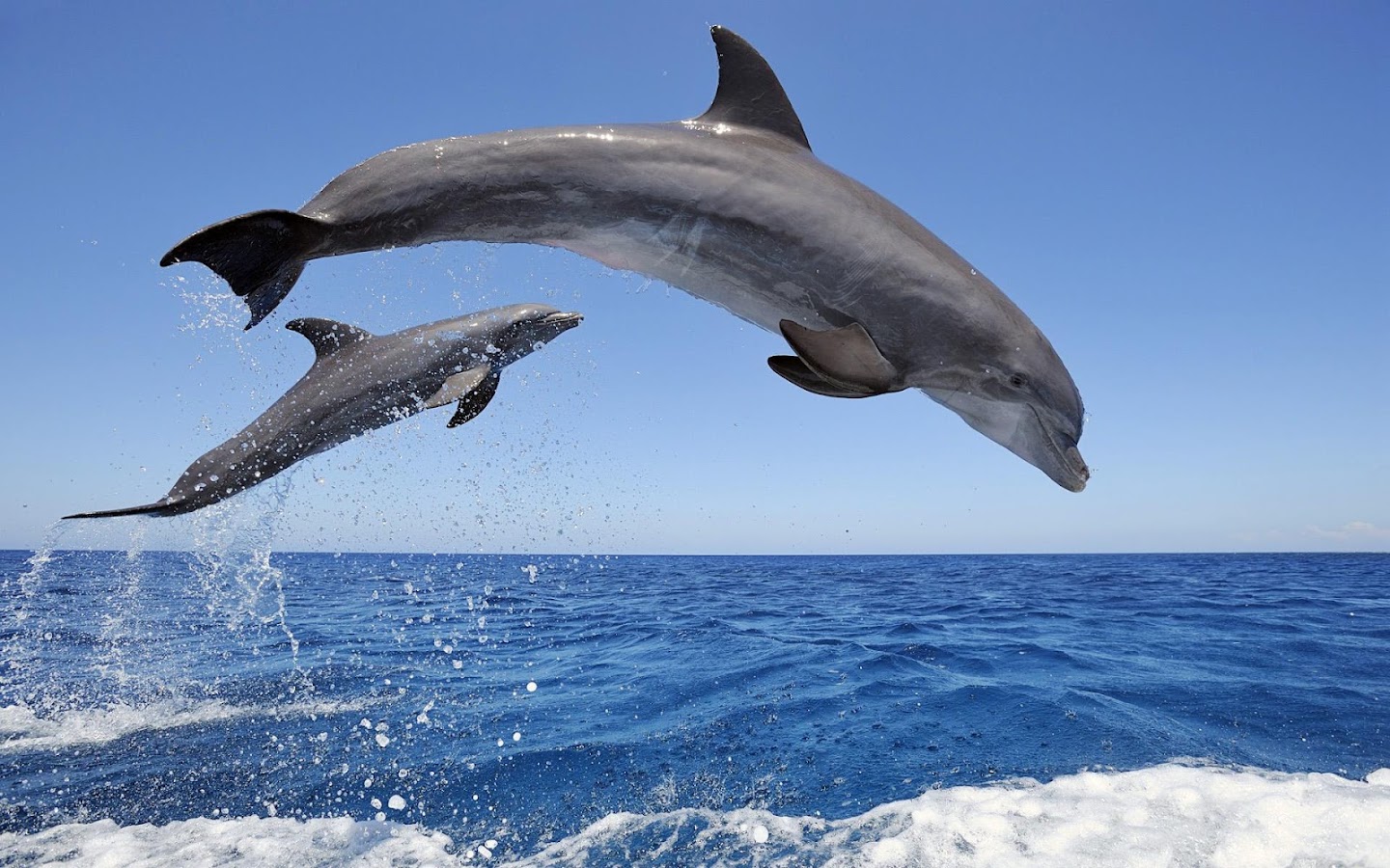 Drone Captures Stunning Birds’-eye Video of Dolphin Superpod | Focusing ...