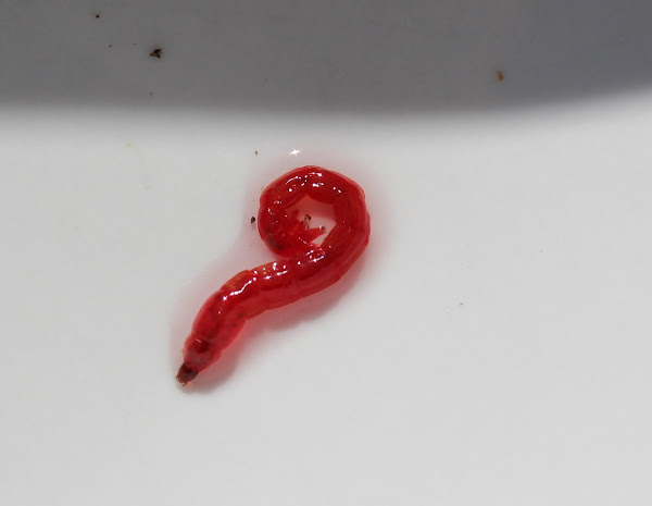 Blood Worm | Project Noah