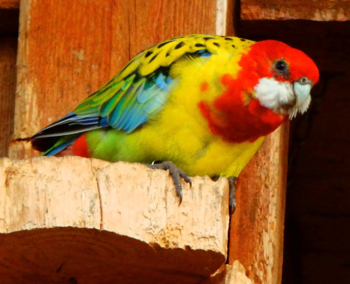 Eastern rosella | Project Noah