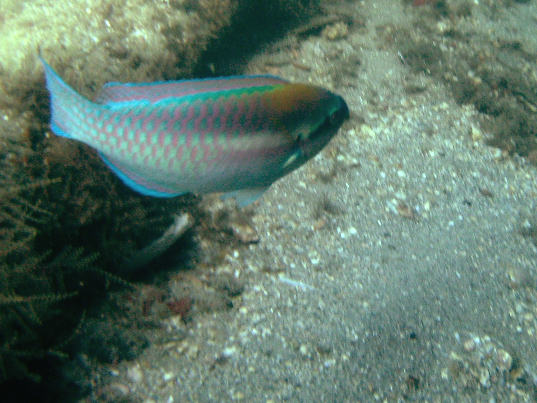 Striped Parrotfish | Project Noah