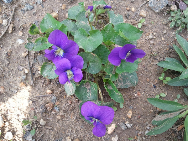 Violets | Project Noah