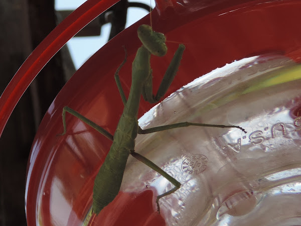 Carolina Mantis | Project Noah