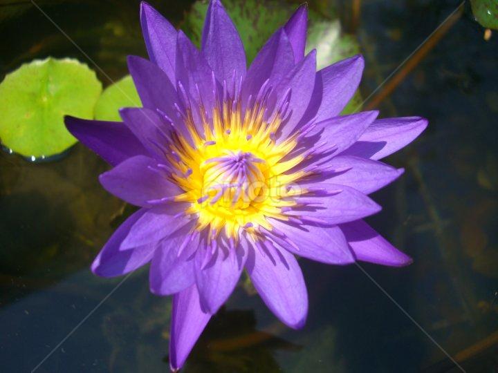 Pretty Lotus Flowers | Best Flower Site