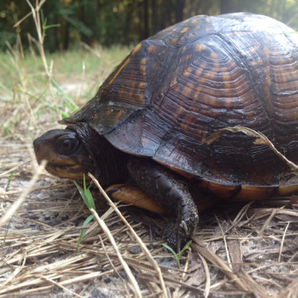 Eastern Box Turtle | Project Noah