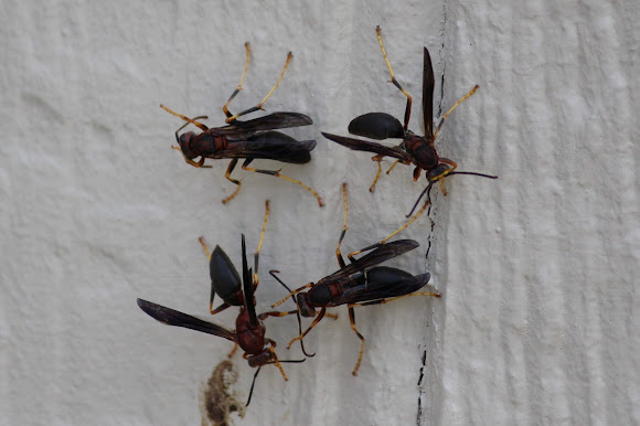 Paper Wasps (Genus Polistes) | Project Noah