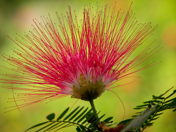Calliandra sp | Project Noah