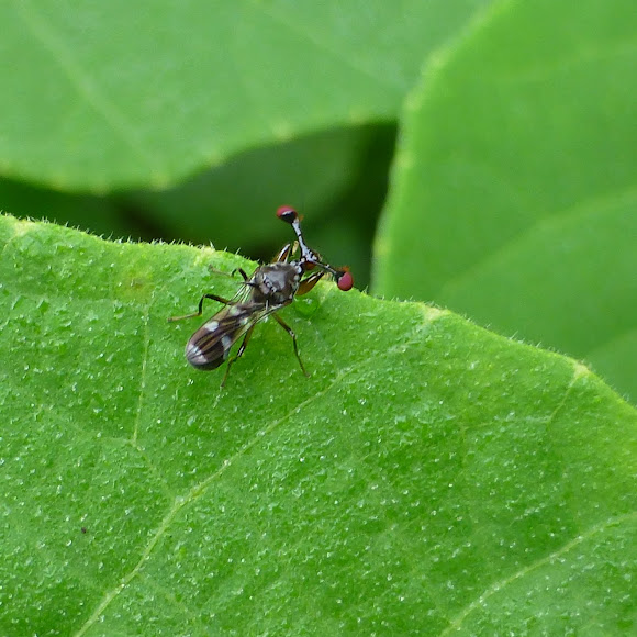 Stalk-eyed Fly | Project Noah