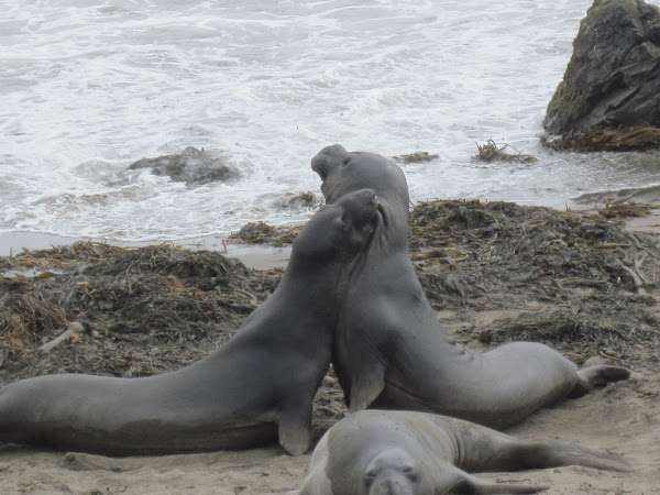 Northern Elephant Seal | Project Noah