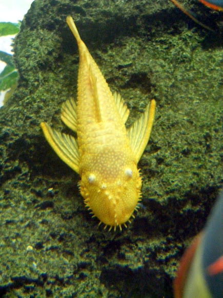 Albino Bristle-nose catfish | Project Noah