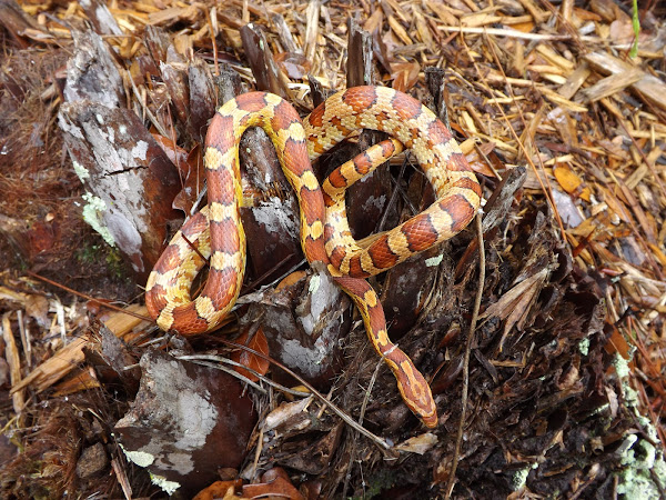 Red Rat Snake | Project Noah