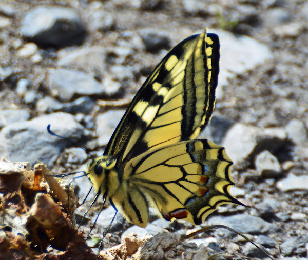 Old World Swallowtail/Common Yellow Swallowtail | Project Noah