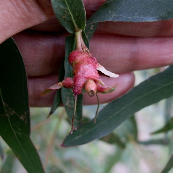 Leaf-bud gall | Project Noah