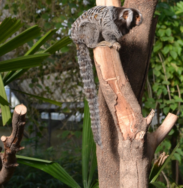 Common Marmoset | Project Noah