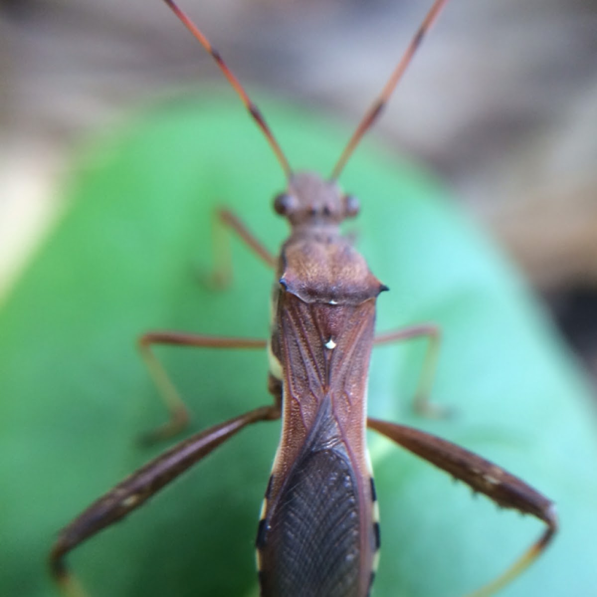 Pod-sucking Bug | Project Noah