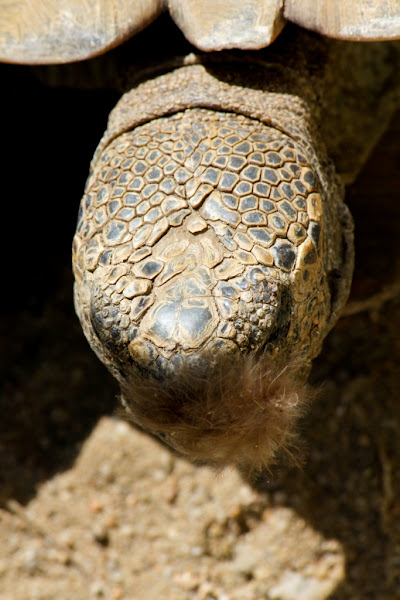 Desert Tortoise | Project Noah