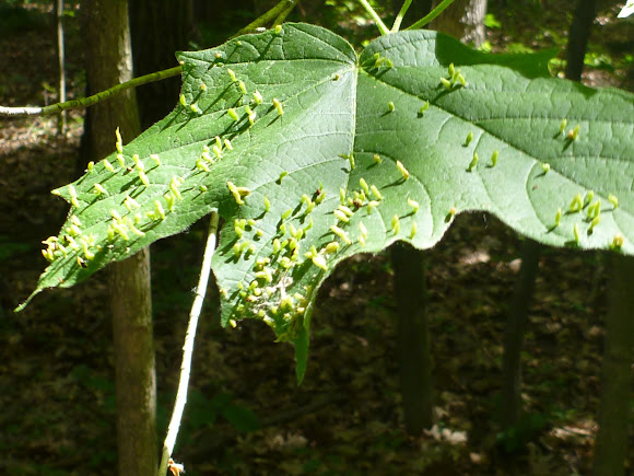 Maple Spindle Gall | Project Noah