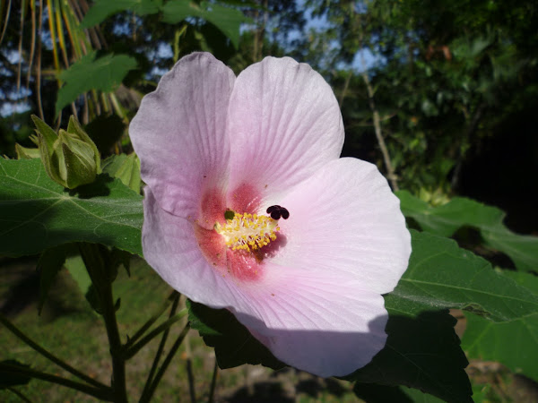 Hibiscus sp | Project Noah