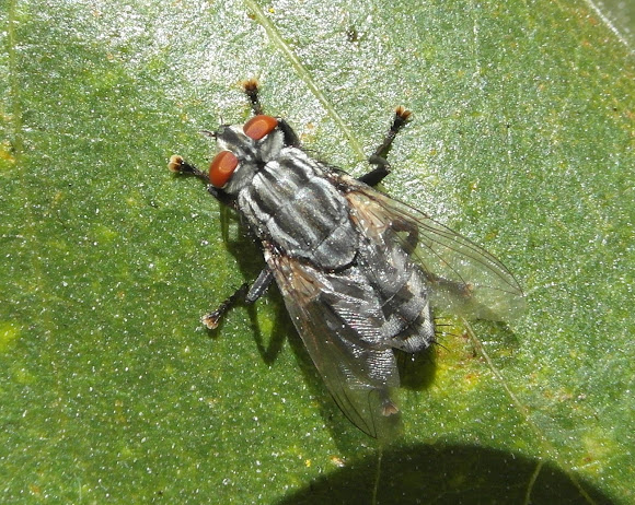 Flesh-fly | Project Noah