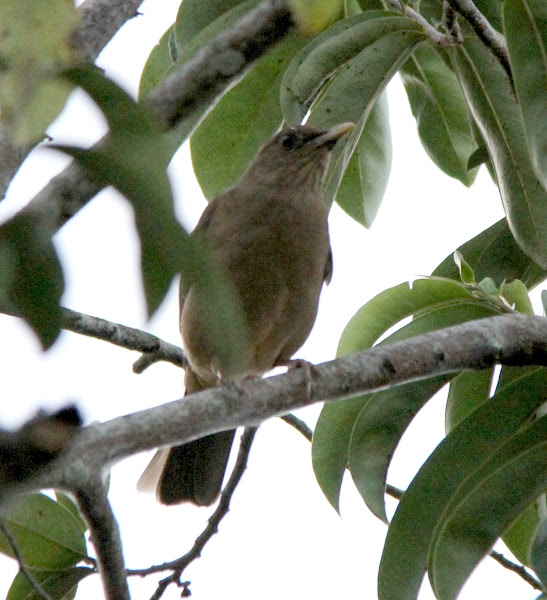 Clay Colored Thrush | Project Noah
