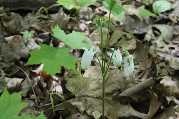 shooting star | Project Noah