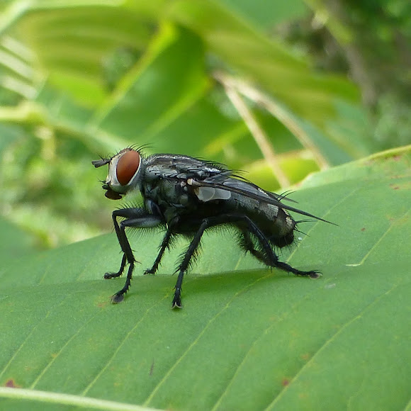 Housefly | Project Noah