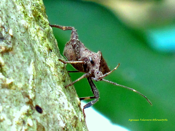 Acanthocoris Coreid Bug | Project Noah