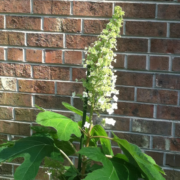 Oak leaf hydrangea | Project Noah