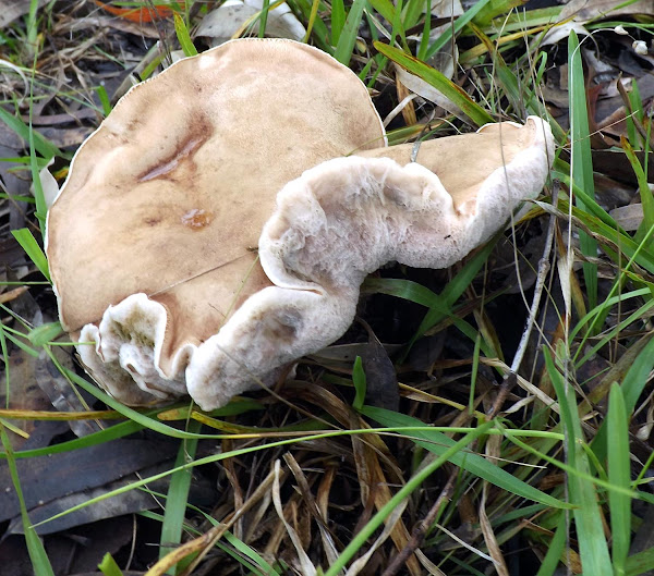 Red-staining Stalked Polypore Fungi | Project Noah