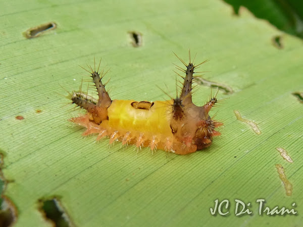 Limacodid Caterpillar | Project Noah